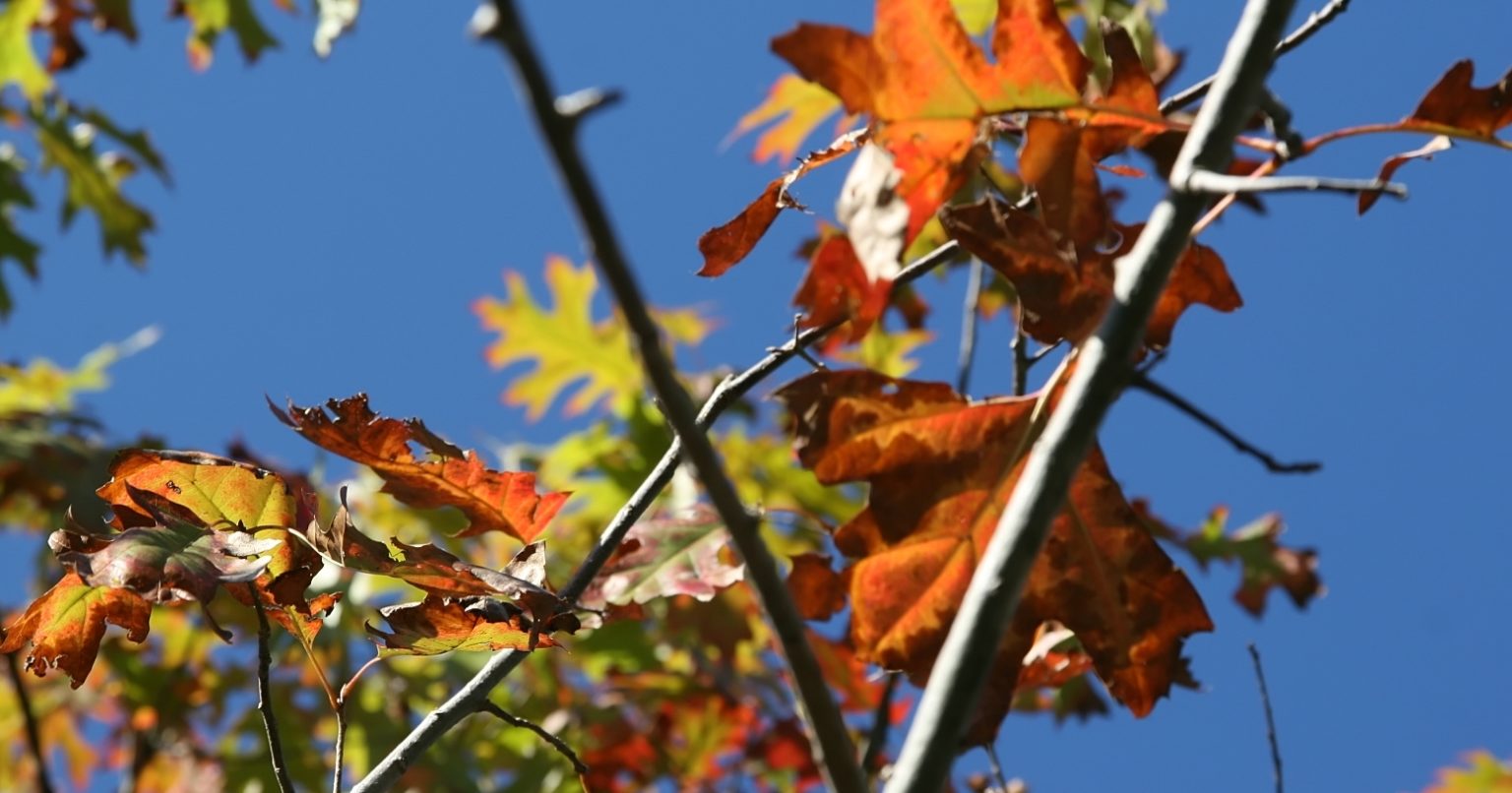 5 Oaks with Spectacular Autumn Foliage - The Garden Magazine
