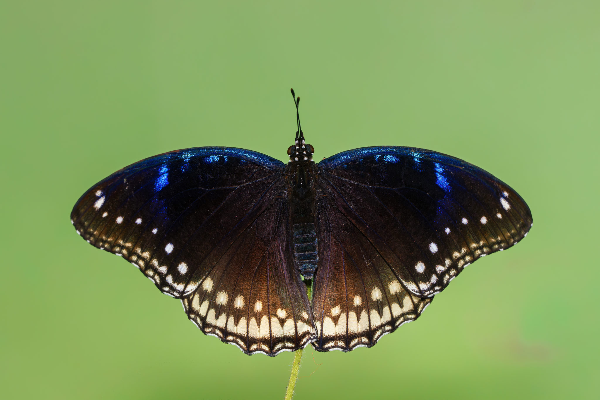 14 Beautiful Butterflies (And What To Plant To Attract Them) - The ...