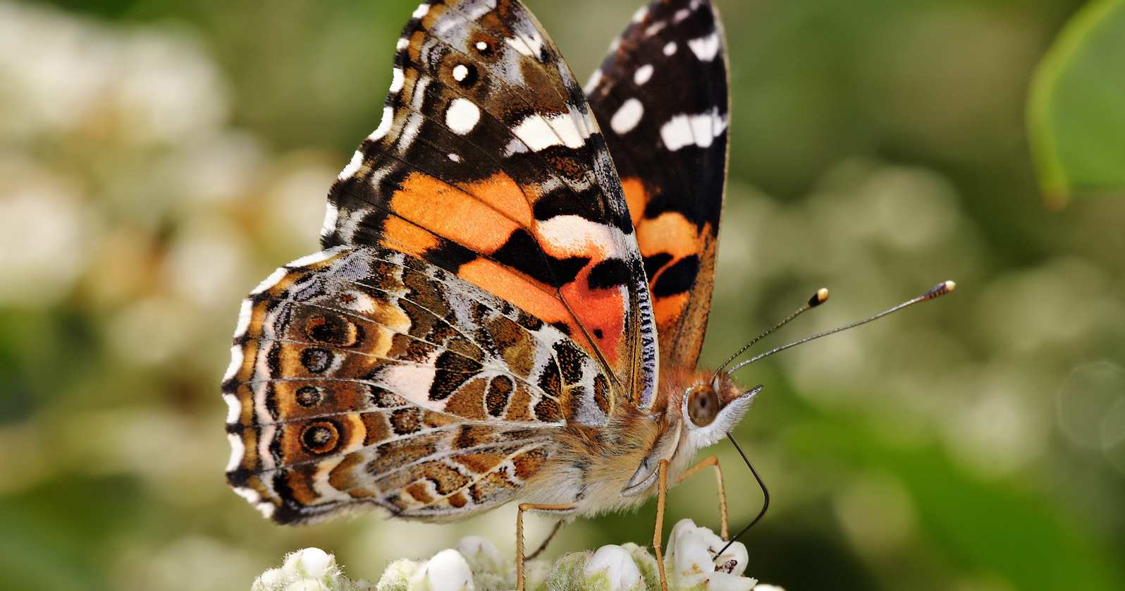 14 Beautiful Butterflies (And What To Plant To Attract Them) - The Garden Magazine
