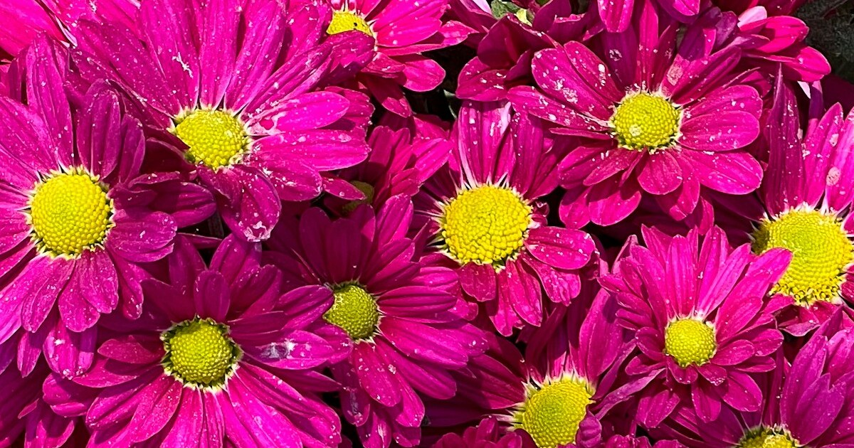 Don't Throw Out Your Mums! They're A Perennial, Not An Annual - The ...