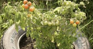 8 Ways To Fix And Prevent Tomato Root Rot - The Garden Magazine