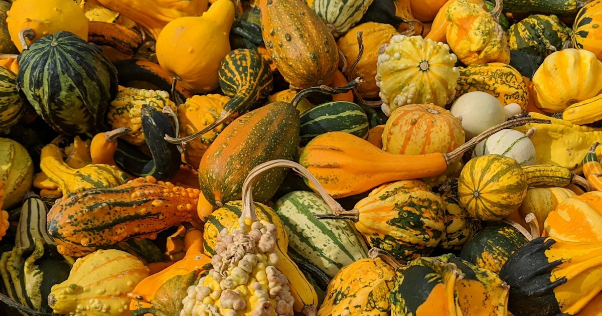 9 Vegetables That Are Perfect for Vertical Gardening - The Garden Magazine