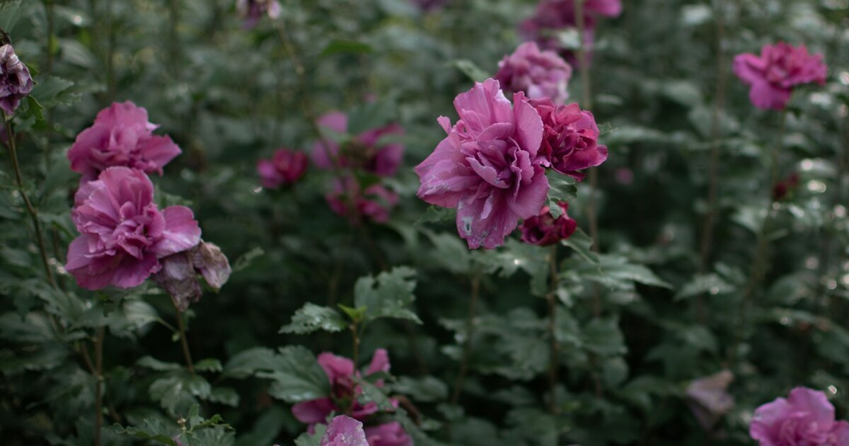 Top 15 Flowers That Bloom Beautifully in August - The Garden Magazine