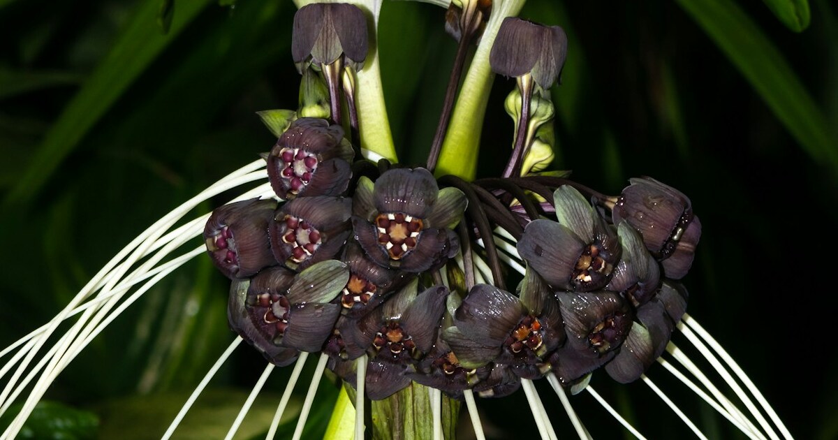 10 Weird and Wonderful Plants and Flowers - The Garden Magazine