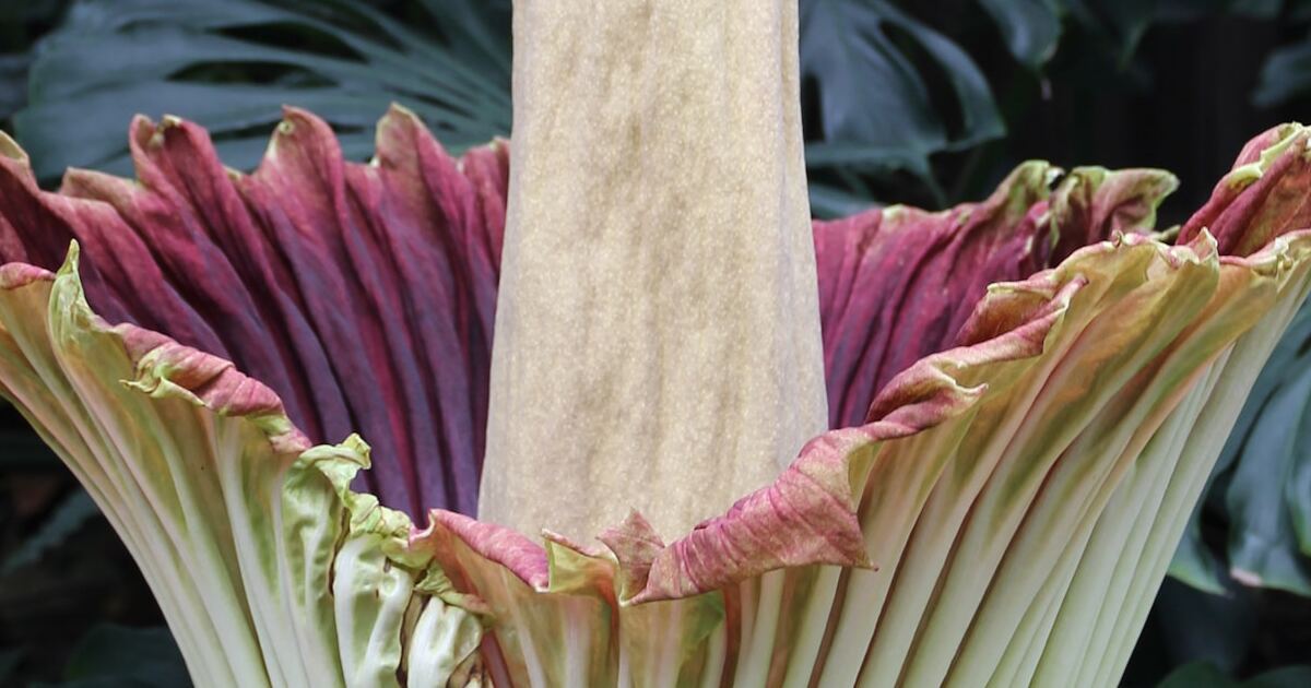 10 Weird and Wonderful Plants and Flowers - The Garden Magazine