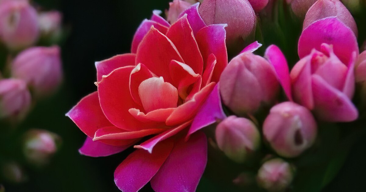 20 Unique Flowers That Will Surprise and Dazzle Guests + 11 Amazing ...