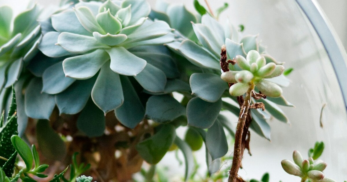 20 Ways to Display Indoor Plants Creatively - The Garden Magazine