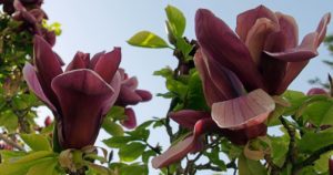 11 Tips On How To Grow And Care For Your Magnolia Trees - The Garden ...