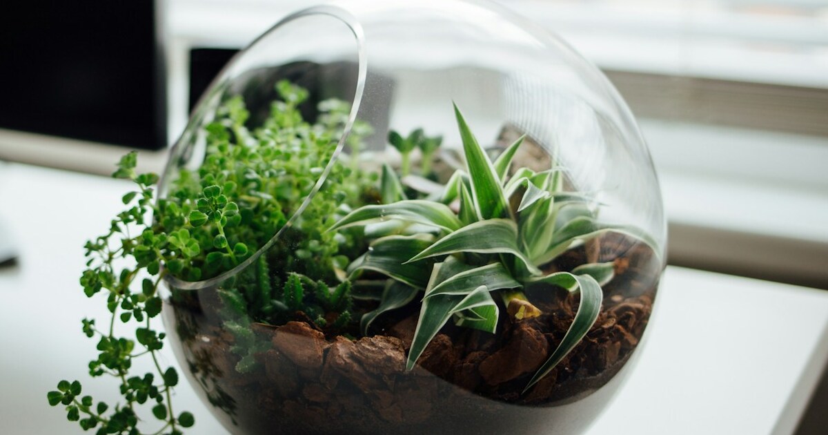 20 Ways to Display Indoor Plants Creatively - The Garden Magazine