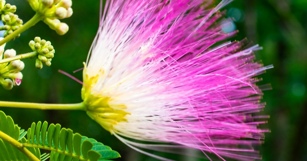 6 Bizarre Plants That Make You Look At Them Twice - The Garden Magazine