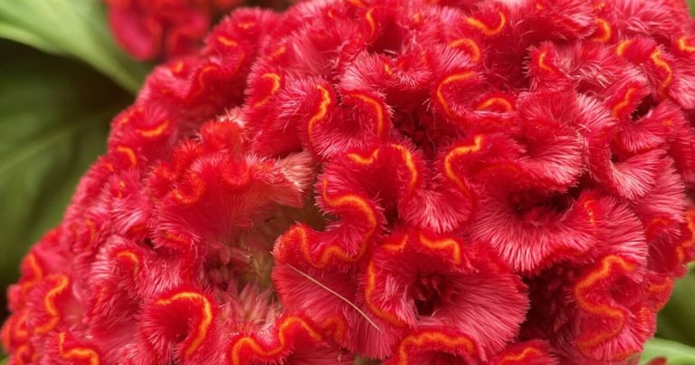 13 Flowers That Look Like Birds - The Garden Magazine