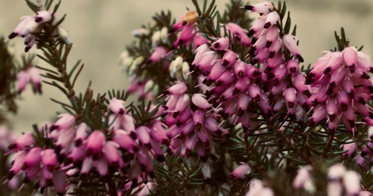 Top Winter-Resilient Plants to Grow in December - The Garden Magazine