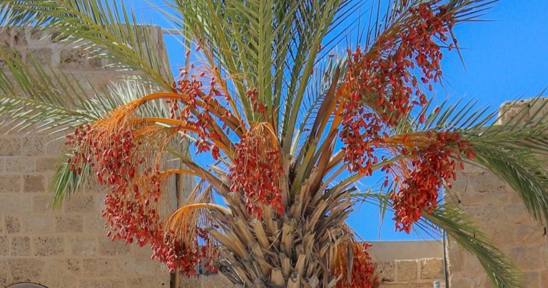 An Easy Guide On How To Grow Your Own Dates - The Garden Magazine