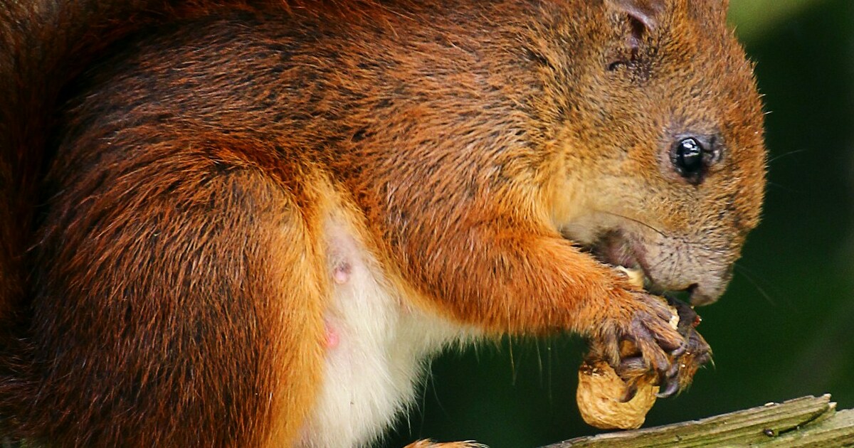 Should You Feed Squirrels In The Winter? - The Garden Magazine