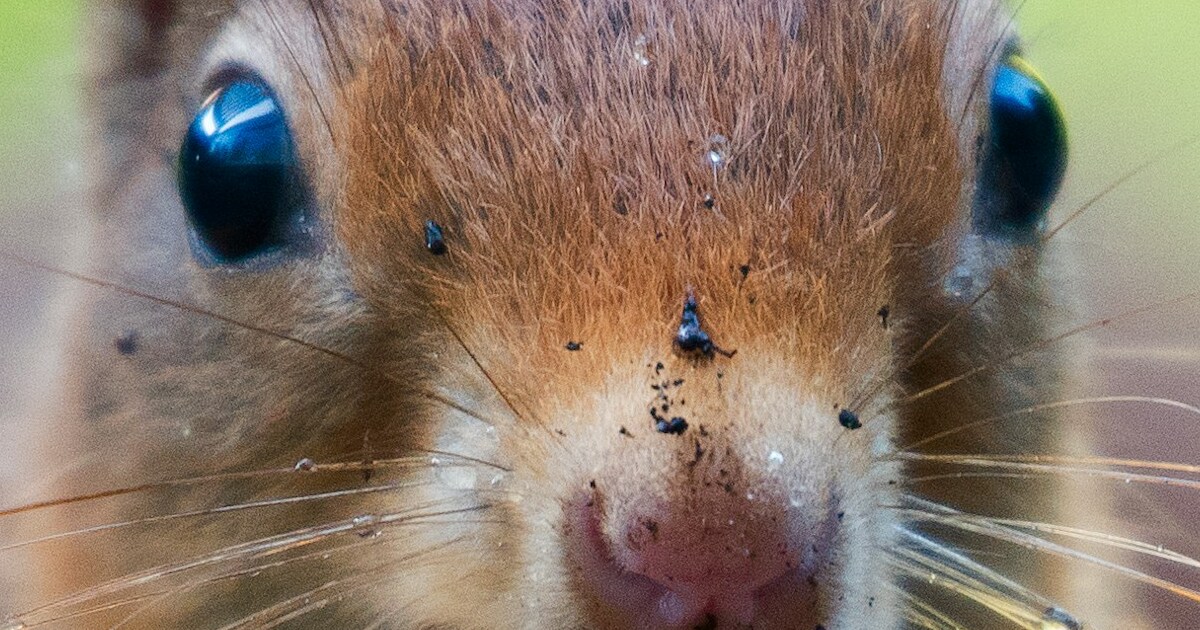 Should You Feed Squirrels In The Winter? - The Garden Magazine