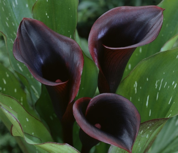 15 Stunning Black Flowers For Your Garden - The Garden Magazine