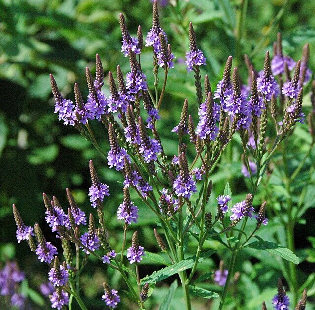 8 Reasons You Should Grow Blue Vervain In Your Garden - The Garden Magazine