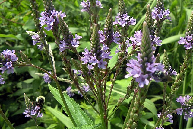 8 Reasons You Should Grow Blue Vervain In Your Garden - The Garden Magazine