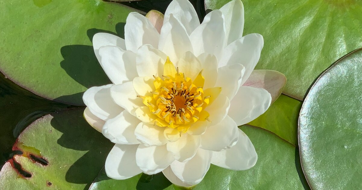 Lotus Flowers: The Sacred Symbol of Purity and Resilience - The Garden ...