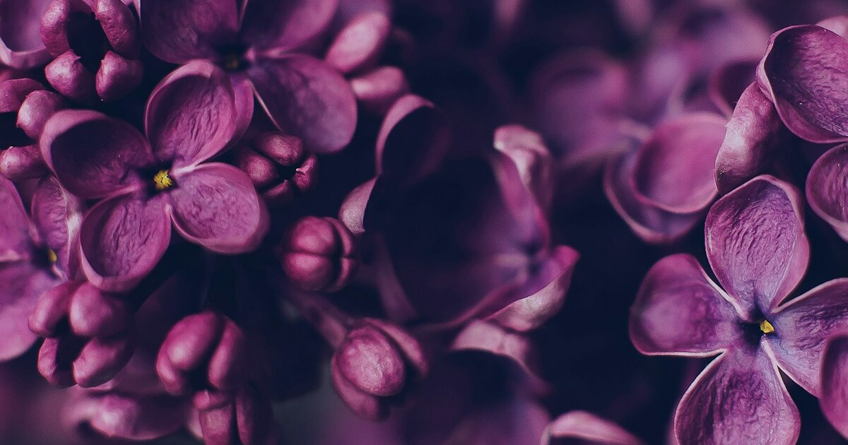 Why Lilacs Are the Ultimate Nostalgic Flower And How to Grow Them - The Garden Magazine