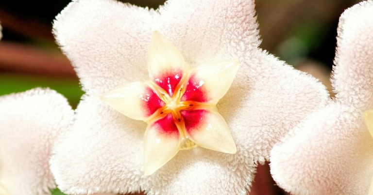 12 Indoor Plants With White Flowers - The Garden Magazine