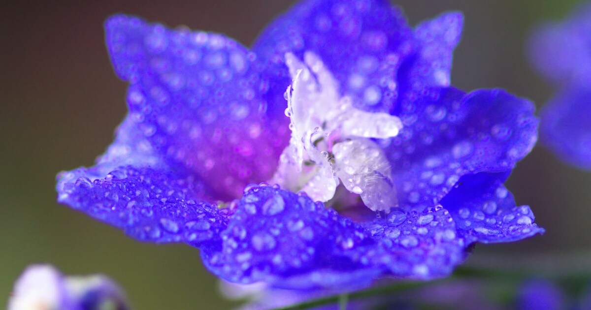 How To Grow Dramatic Delphinium Blooms That Add Instant Elegance To ...