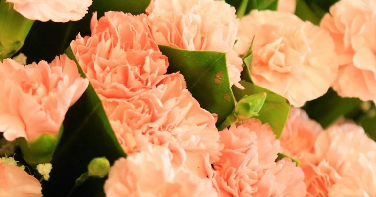 13 Flowers That Represent Family & Relationships - The Garden Magazine