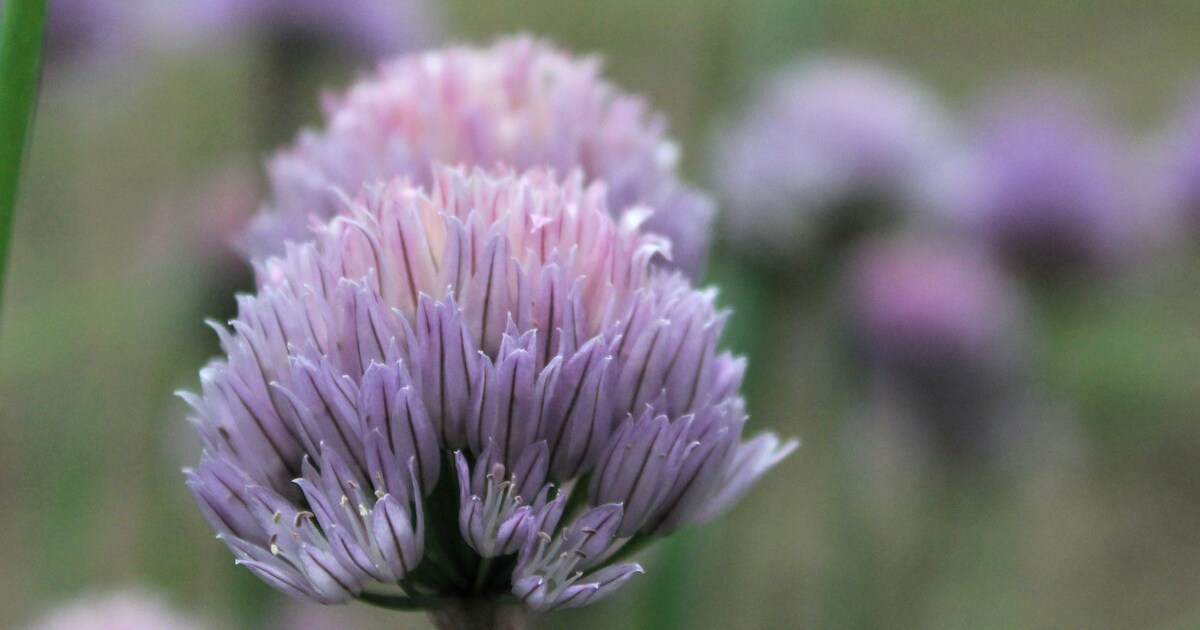 11 Mistakes To Avoid When You're Growing Chives - The Garden Magazine