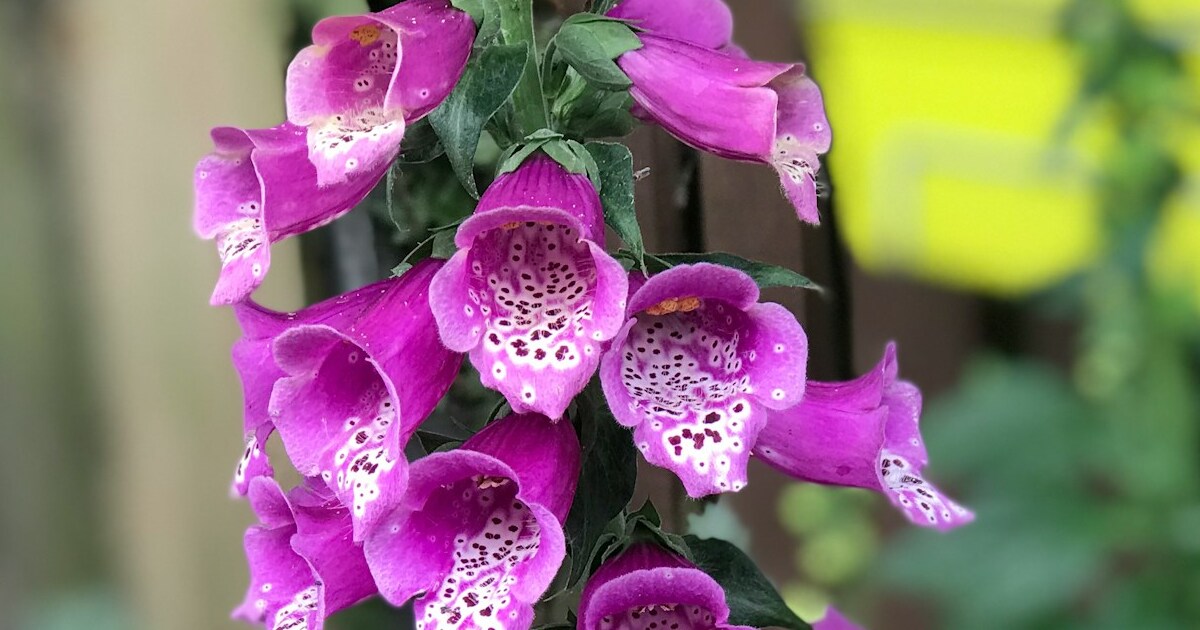 12 Woodland Flowers That Create a Forest Garden Vibe - The Garden Magazine