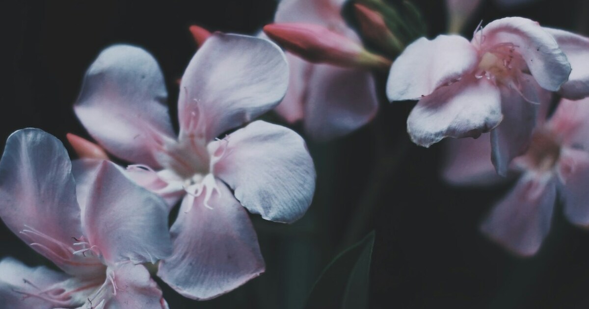 15 Stunning Black Flowers For Your Garden - The Garden Magazine