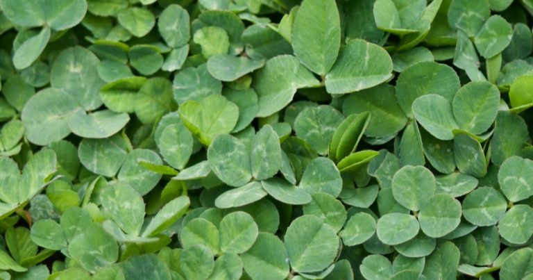 10 Reasons Why You Should Be Using Clover As A Groundcover - The Garden ...