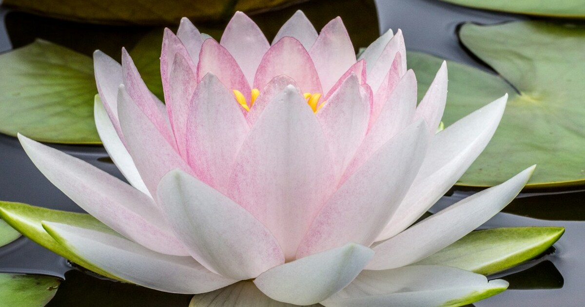 15 Plants That Can Grow In Water For Years - The Garden Magazine