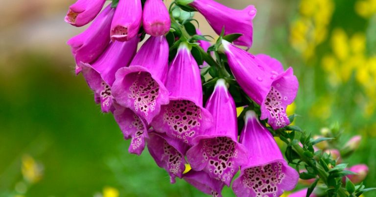 22 Flowers That Bloom In July - The Garden Magazine