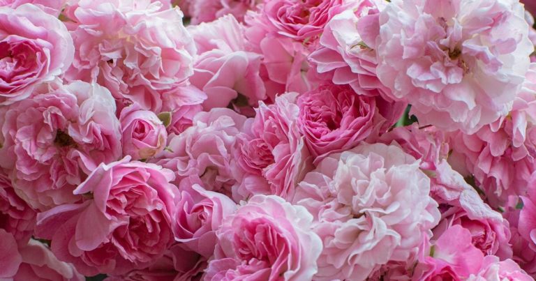 20 Rustic Flowers For The Ultimate Cottagecore Garden - The Garden Magazine