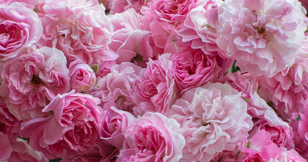 20 Rustic Flowers For The Ultimate Cottagecore Garden - The Garden Magazine