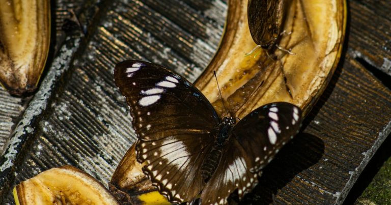 10 Ways To Use Banana Peels In Your Garden - The Garden Magazine