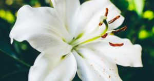 10 Flowers That Symbolize Rebirth - The Garden Magazine