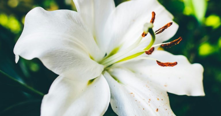 10 Flowers That Symbolize Rebirth - The Garden Magazine