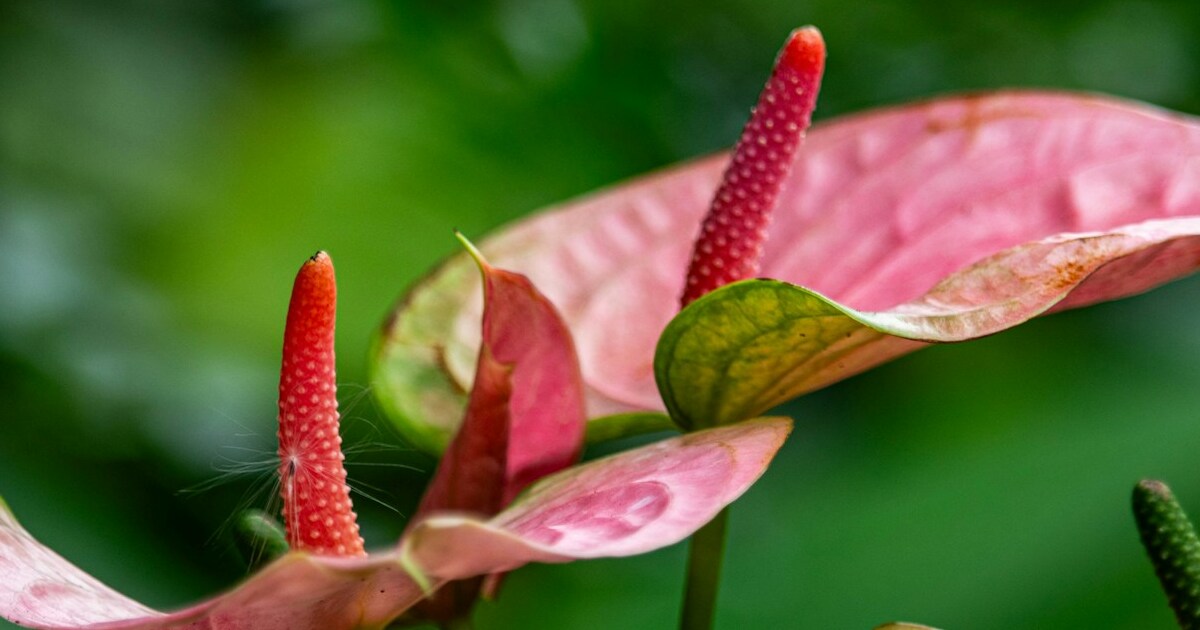 13 Flowers That Look Like Birds - The Garden Magazine