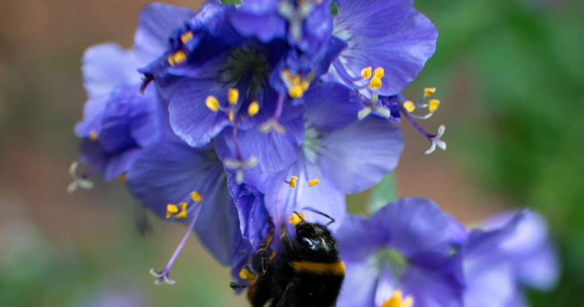 12 Woodland Flowers That Create a Forest Garden Vibe - The Garden Magazine