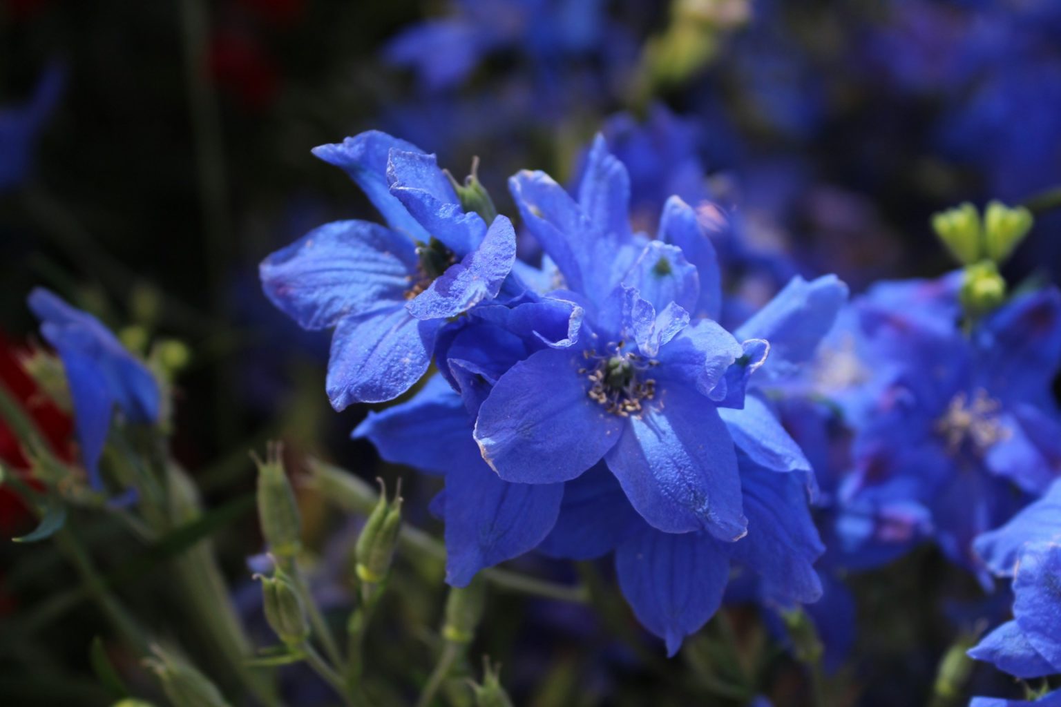 13 Flowers That Bloom In June - The Garden Magazine