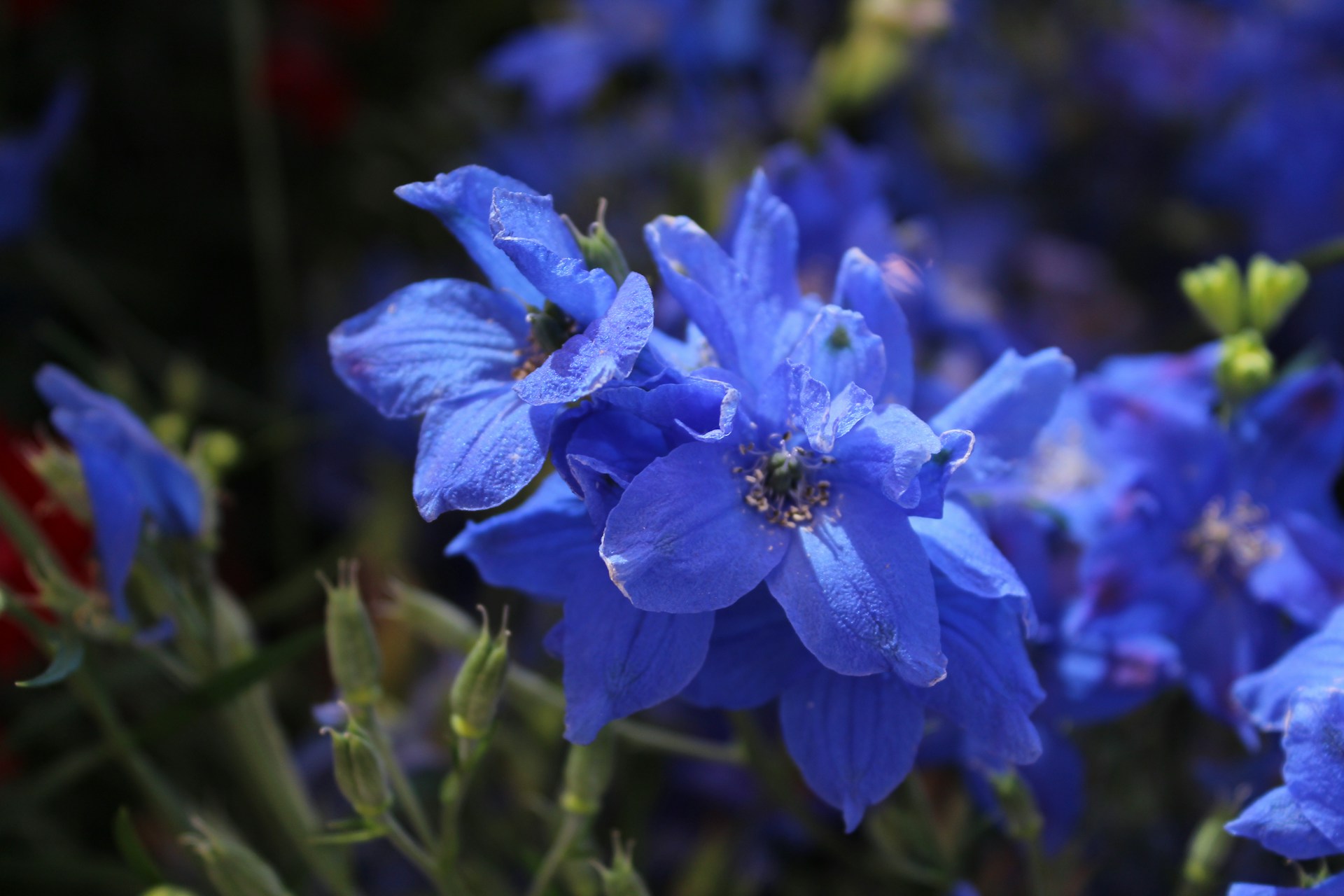 13 Flowers That Bloom In June - The Garden Magazine