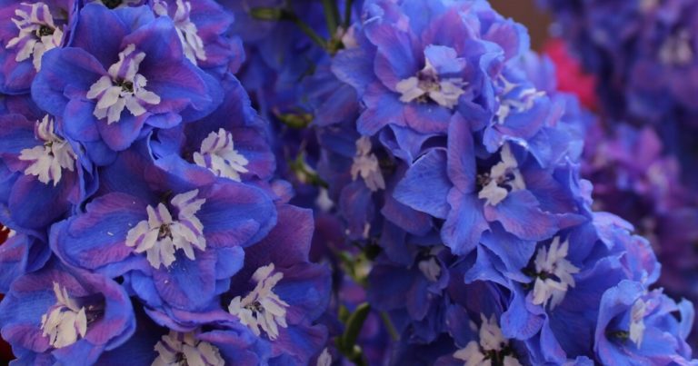 15 Victorian Garden Flowers for a Historic Garden Feel - The Garden ...