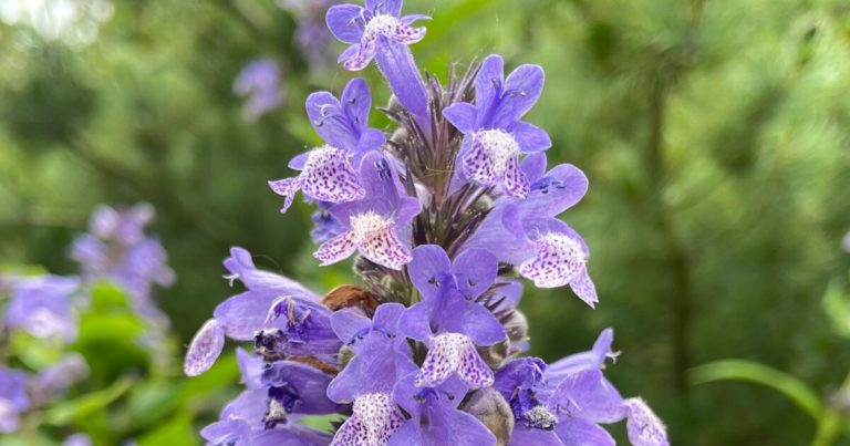 16 Perennials That Multiply and Spread on Their Own - The Garden Magazine