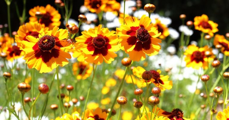 13 Best Coastal Flowers for a Beachside Garden Feel - The Garden Magazine