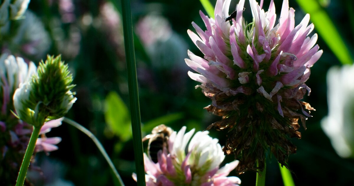 10 Reasons Why You Should Be Using Clover As A Groundcover - The Garden ...