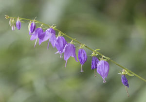 11 Unique Flowers That Look Like Bells - The Garden Magazine