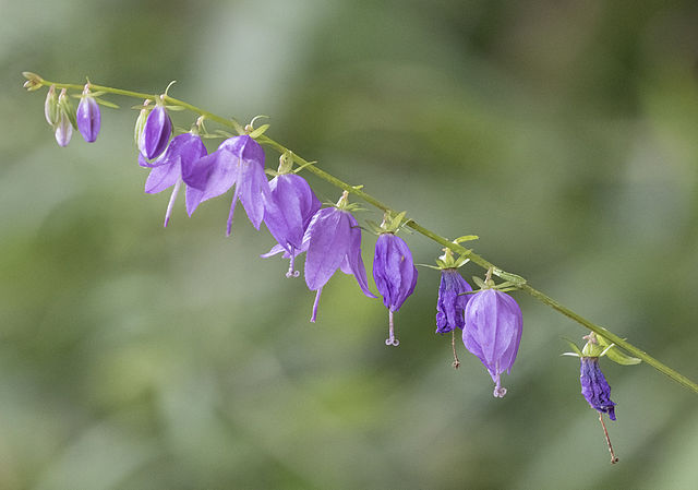 11 Unique Flowers That Look Like Bells - The Garden Magazine