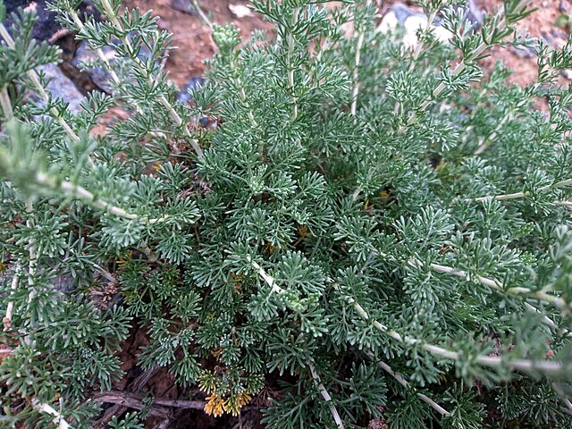 9 Plants That May Cause Allergies and Skin Irritations – Beware - The ...