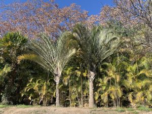 11 House Plants That Look Like Palm Trees - The Garden Magazine